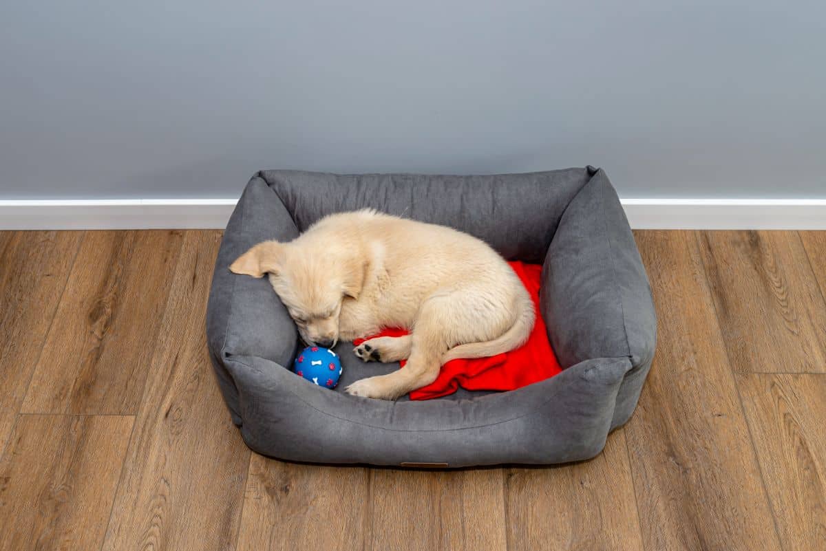 50+ Best Christmas Presents for Dogs in 2024