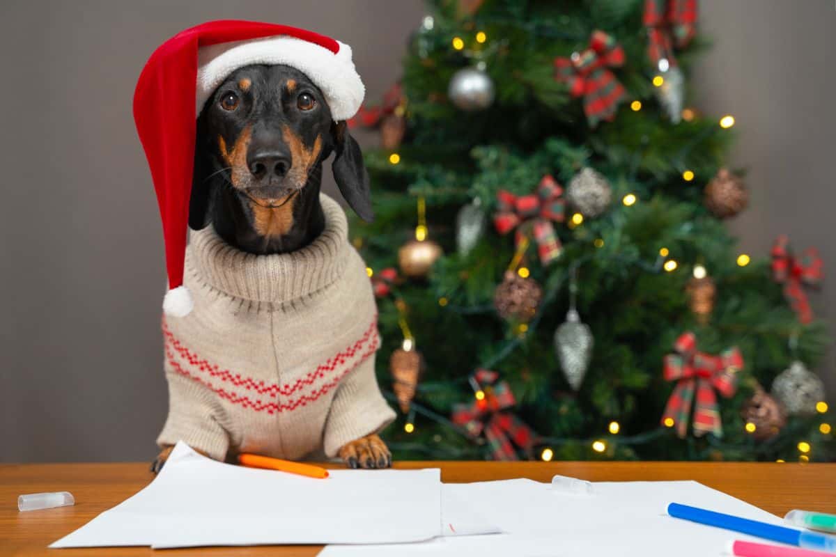50+ Best Christmas Presents for Dogs in 2024
