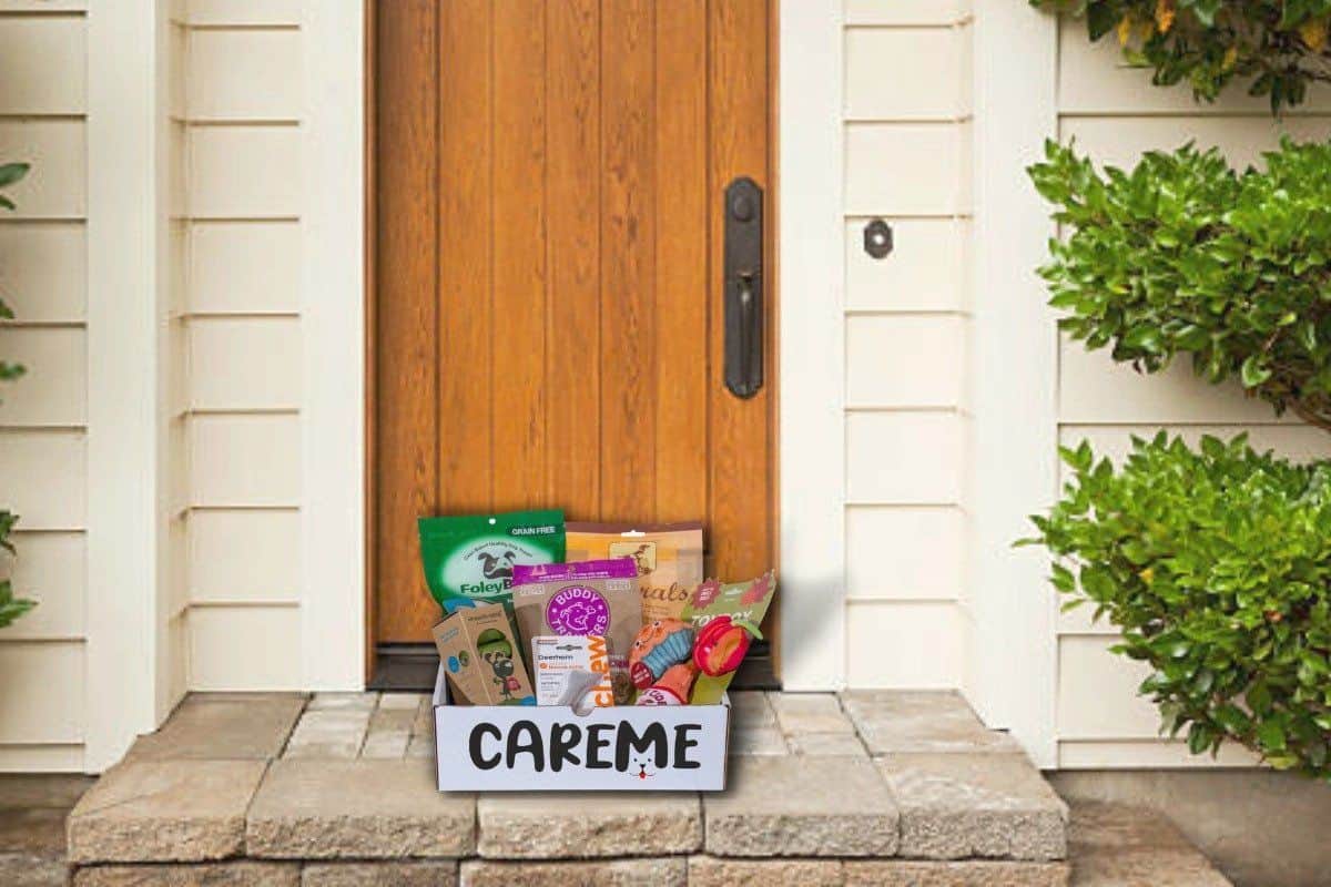 50+ Best Christmas Presents for Dogs in 2024