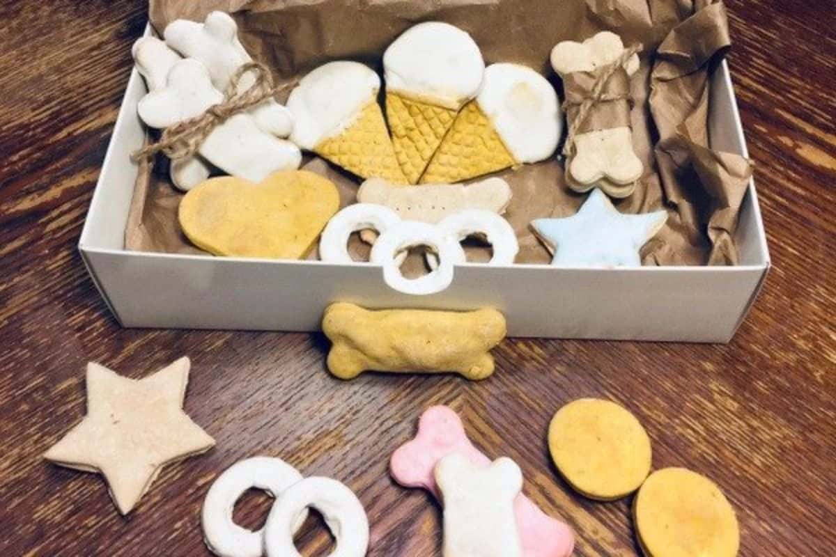 50+ Best Christmas Presents for Dogs in 2024